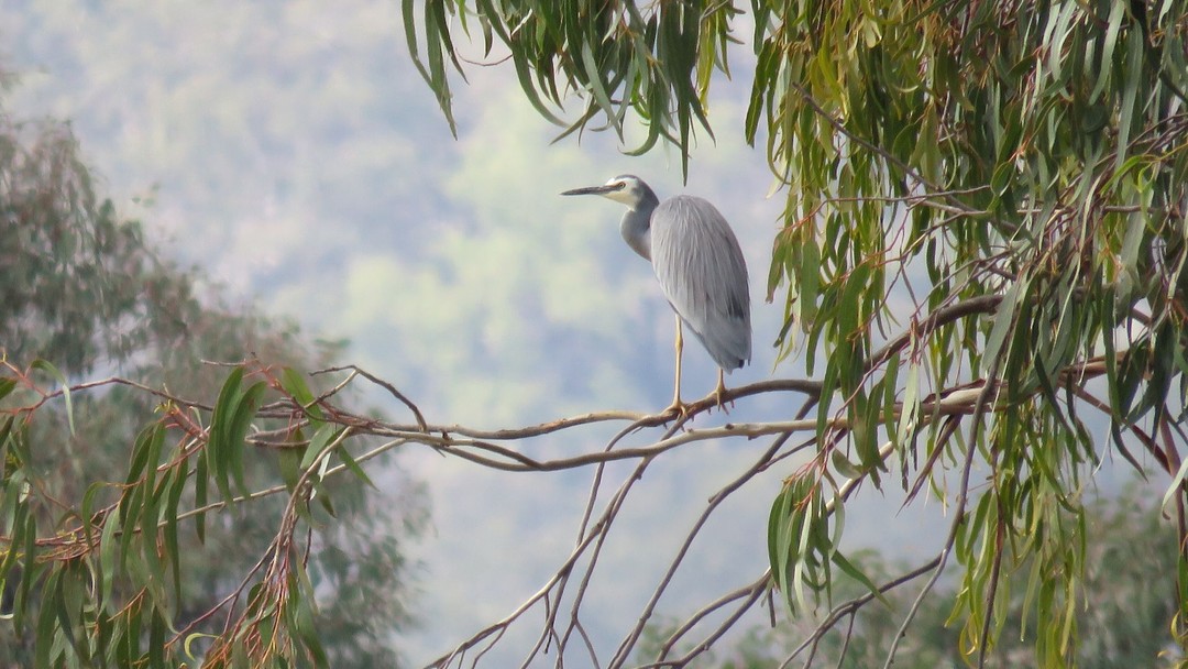 Explore Australia’s Premier Bird Festival at Capertee Valley