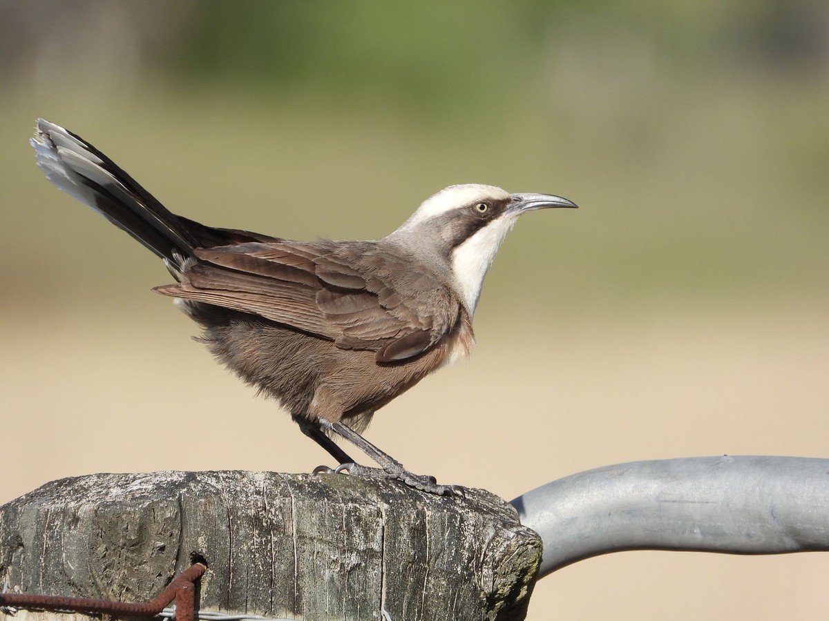 Explore Australia’s Premier Bird Festival at Capertee Valley