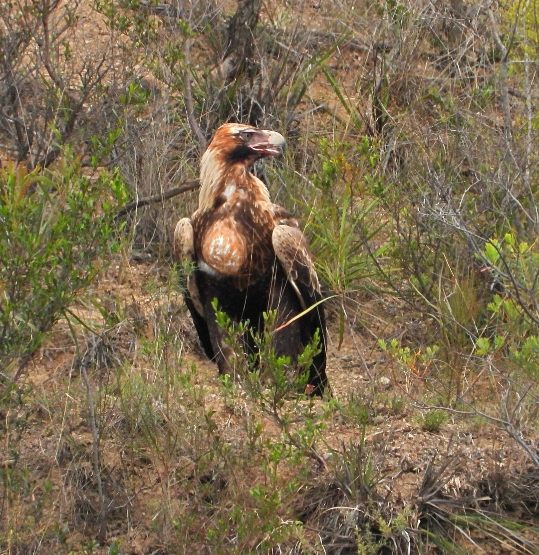 Explore Australia’s Premier Bird Festival at Capertee Valley
